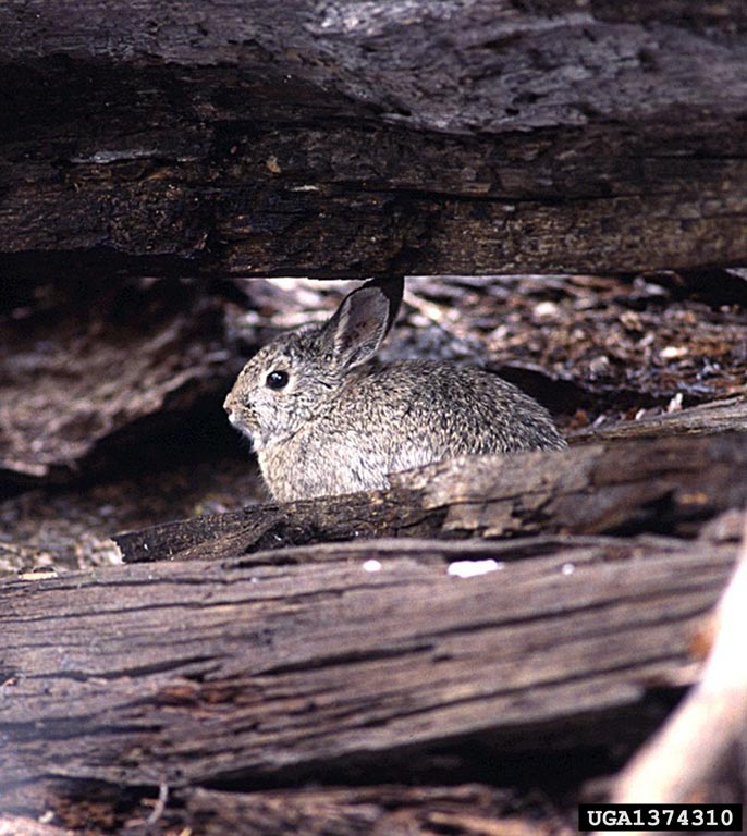 rabbit (Family Leporidae Fisher)