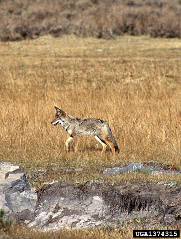 coyote (Canis latrans)