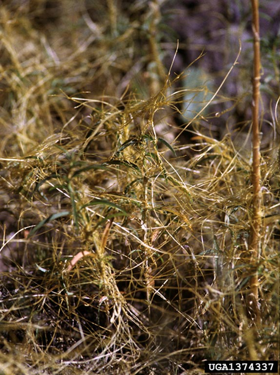 dodder (Genus Cuscuta L.)