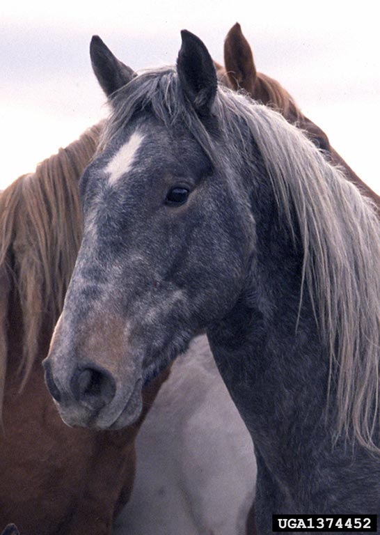 horse (feral) (Equus caballus (feral type))