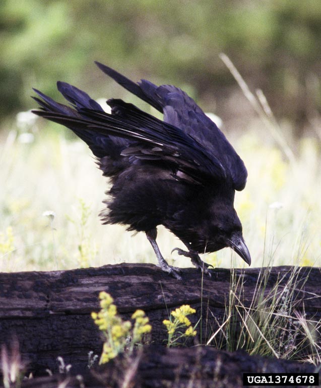 common raven (Corvus corax Linnaeus, 1758)