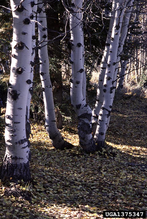 quaking aspen (Populus tremuloides Michx.)