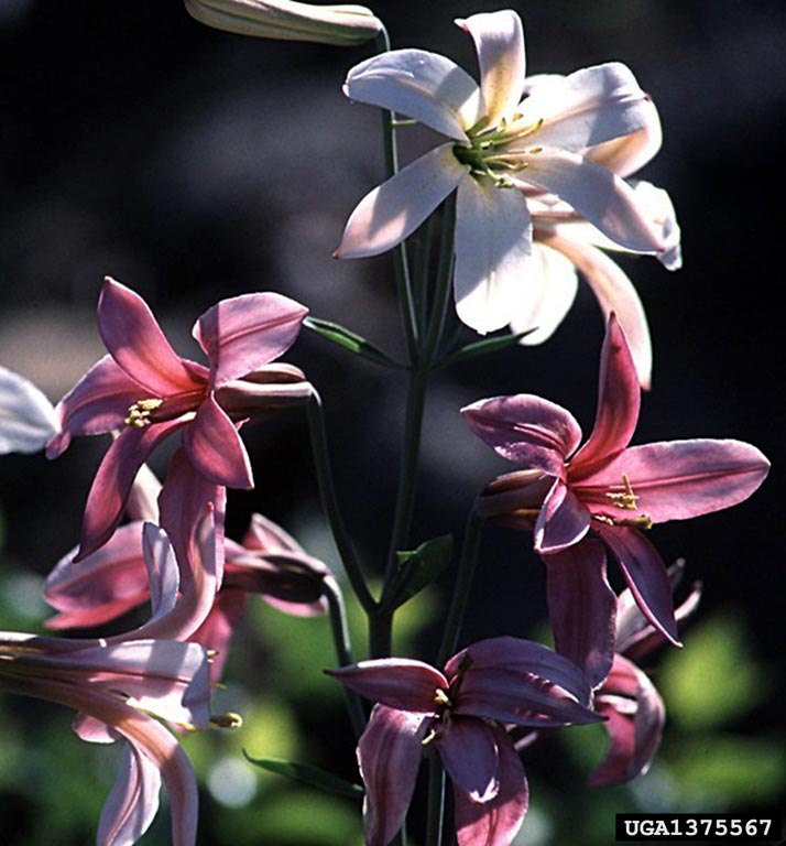 Washington lily (Lilium washingtonianum Kellogg)