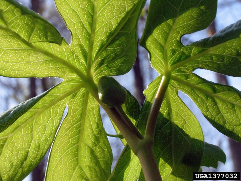 mayapple (Podophyllum peltatum L.)
