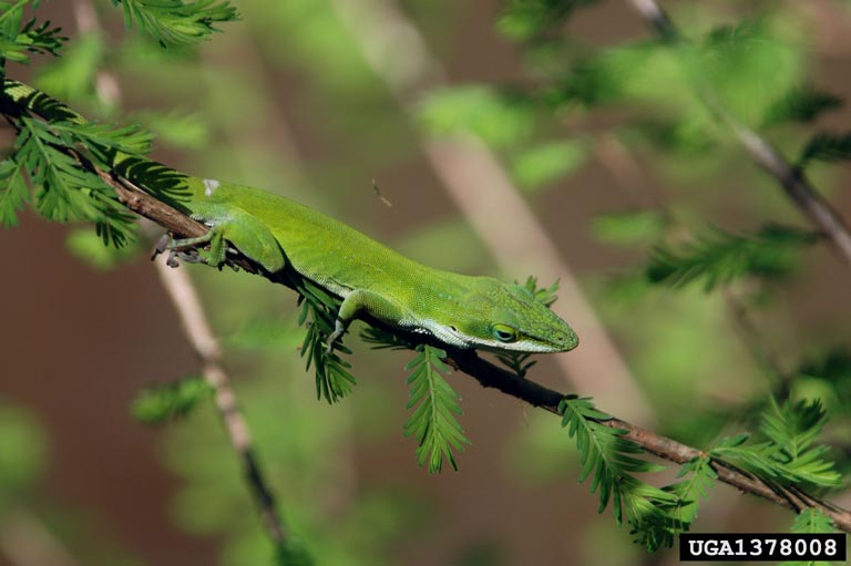 green anole (Anolis carolinensis Voigt)
