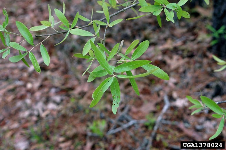 bluejack oak (Quercus incana Bartr.)