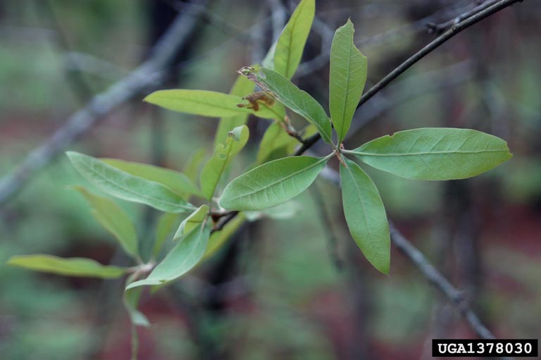 bluejack oak (Quercus incana Bartr.)