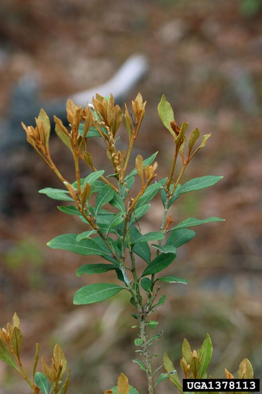 rusty staggerbush (Lyonia ferruginea (Walt.) Nutt.)