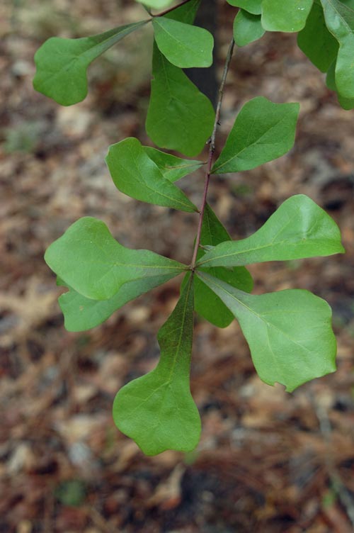 water oak (Quercus nigra)