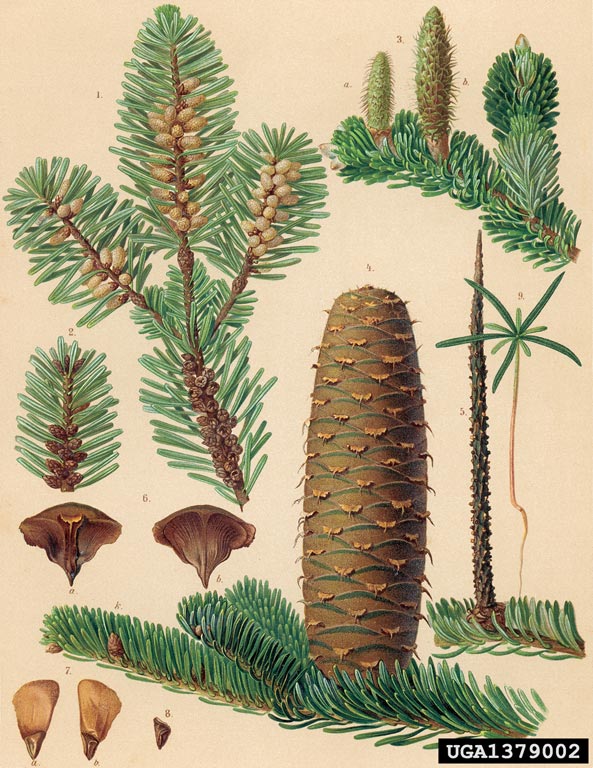 silver fir (Abies alba)