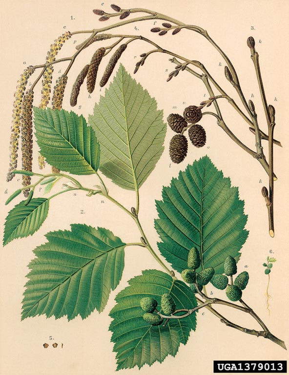 gray alder (Alnus incana)