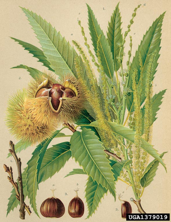 European chestnut (Castanea sativa P. Mill.)
