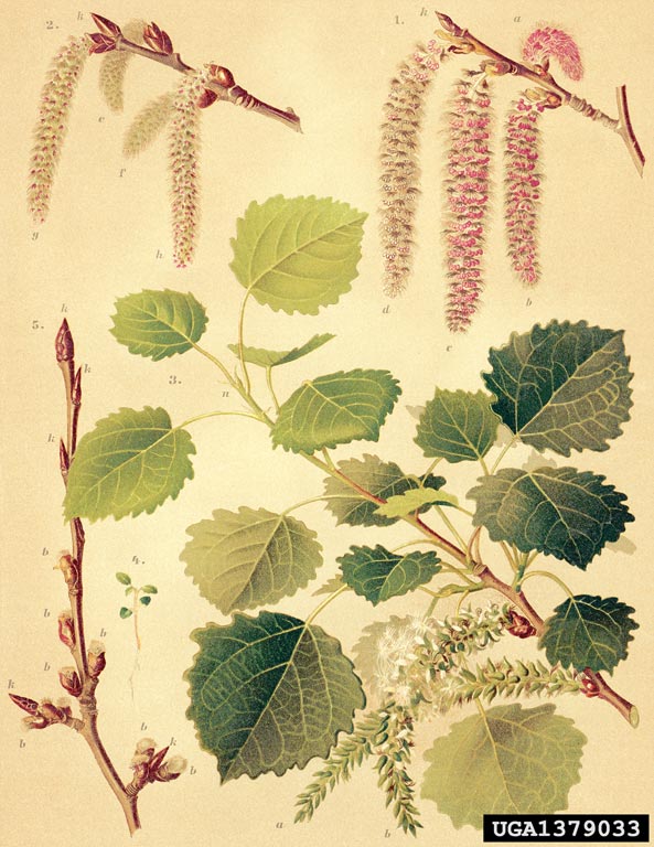 European aspen (Populus tremula L.)