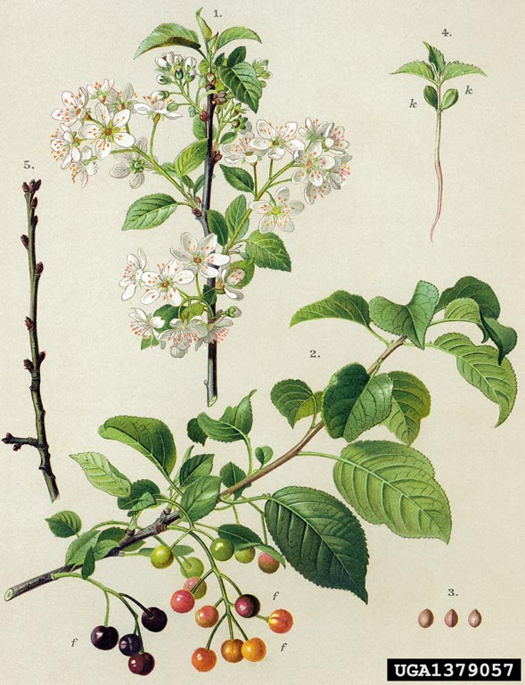 Mahaleb cherry, Prunus mahaleb (Rosales: Rosaceae) - 1379057
