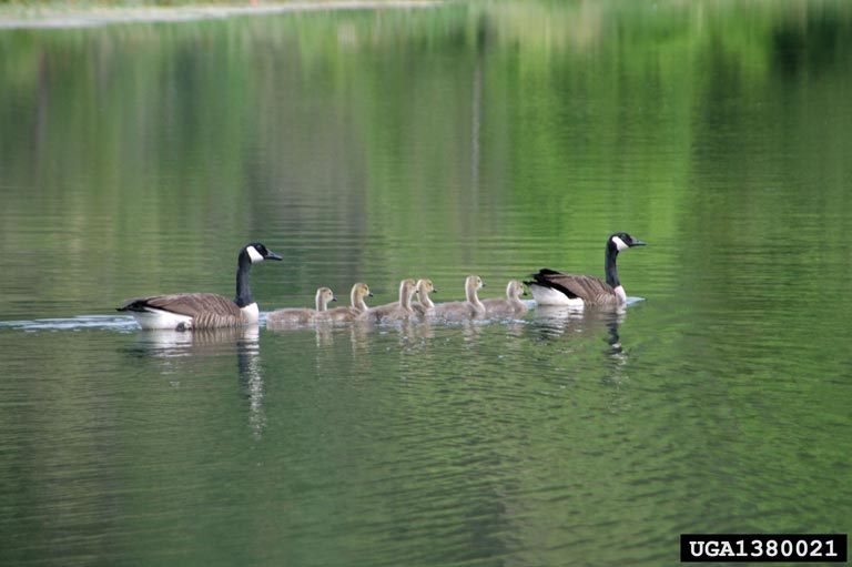 Canada goose (Branta canadensis (Linnaeus, 1758))