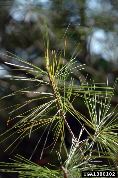 eastern white pine (Pinus strobus L.)