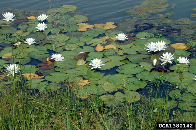 fragrant waterlily (Nymphaea odorata Ait.)