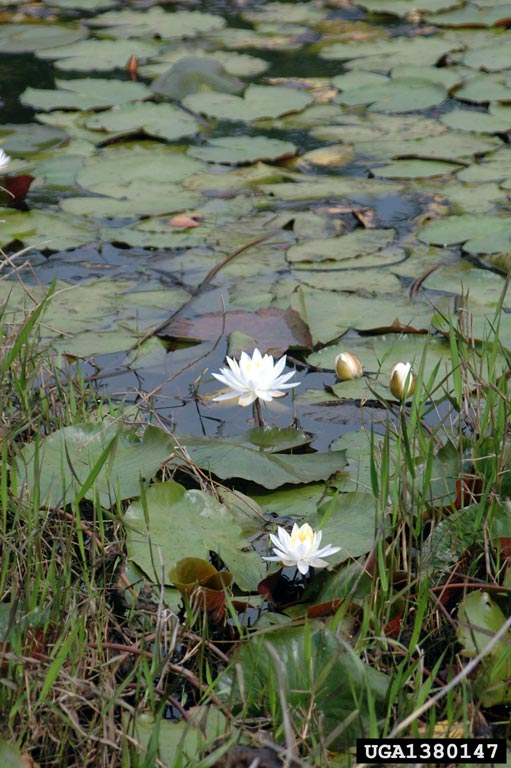 fragrant waterlily (Nymphaea odorata Ait.)