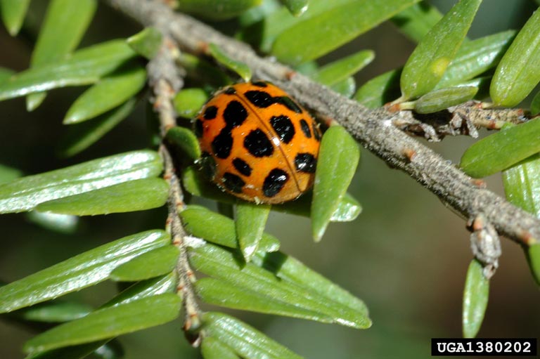 lady beetles (Family Coccinellidae Latreille, 1807)