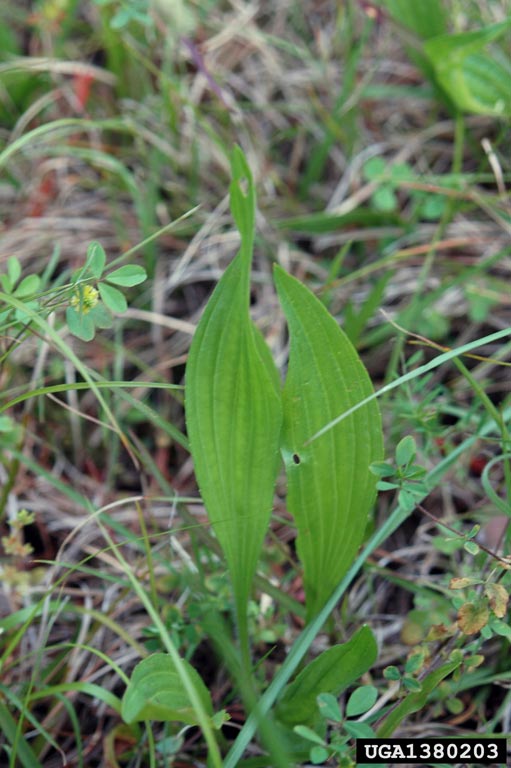 buckhorn plantain (Plantago lanceolata)