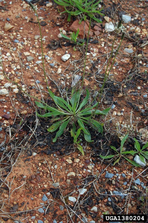 buckhorn plantain (Plantago lanceolata L.)