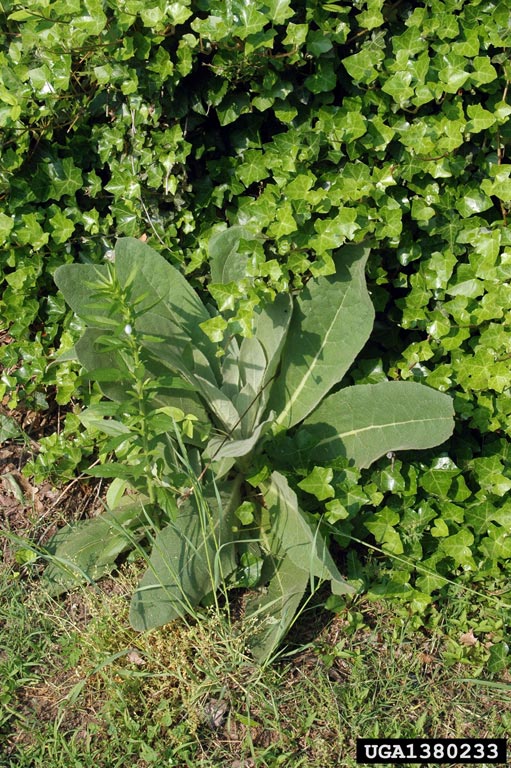 common mullein (Verbascum thapsus L.)