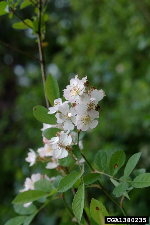 multiflora rose (Rosa multiflora)