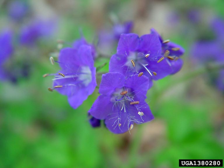 fernleaf phacelia (Phacelia bipinnatifida Michx.)