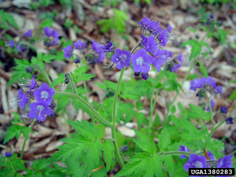 fernleaf phacelia (Phacelia bipinnatifida Michx.)