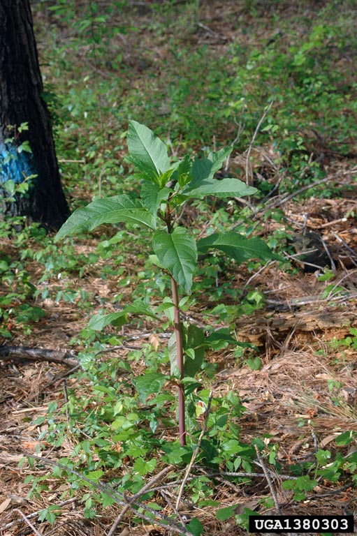 common pokeweed (Phytolacca americana L.)