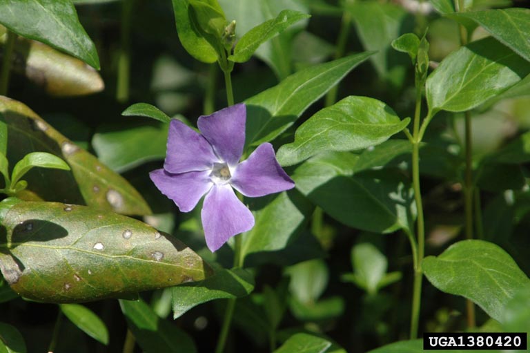 big periwinkle (Vinca major L.)