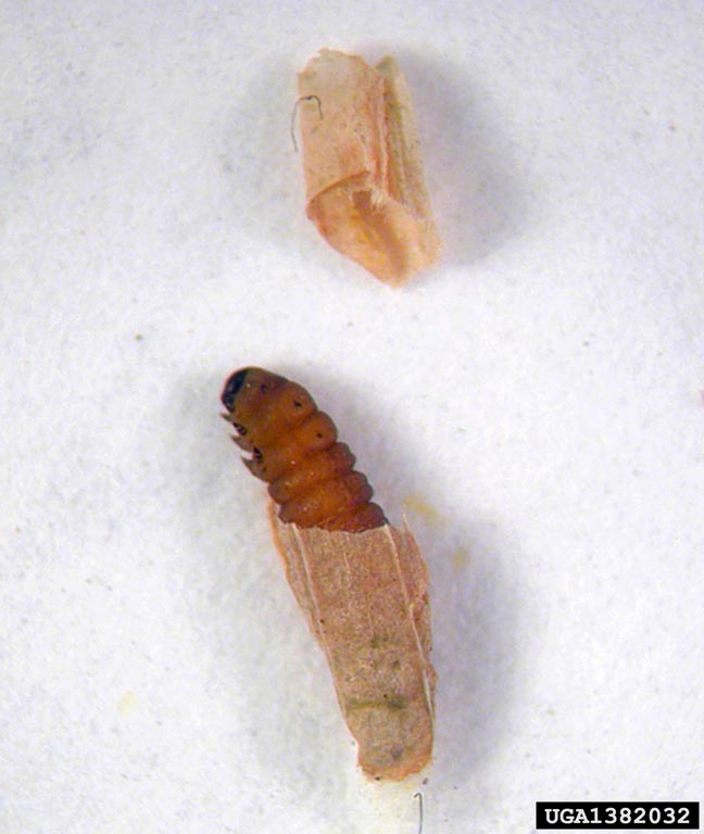 larch casebearer (Coleophora laricella)