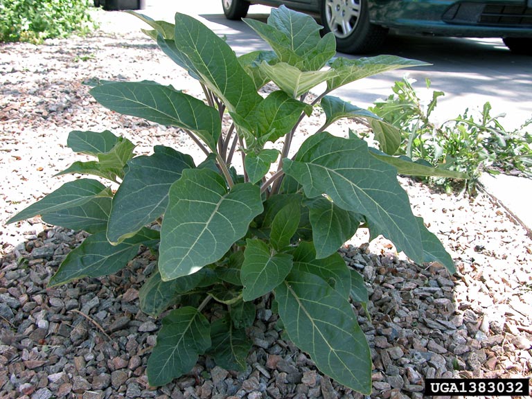 jimsonweed (Datura stramonium L.)