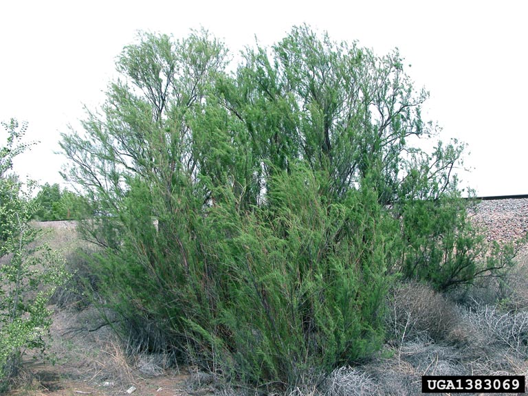 tamarisk, Tamarix spp. (Violales: Tamaricaceae) - 1383069