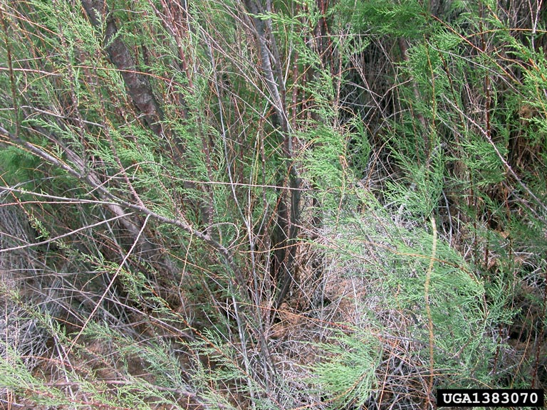 tamarisk (Genus Tamarix L.)