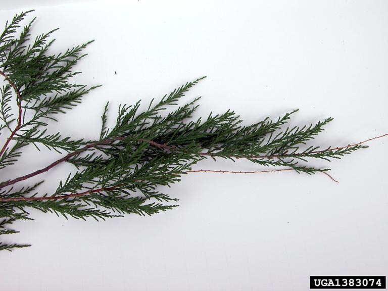 tamarisk (Genus Tamarix L.)