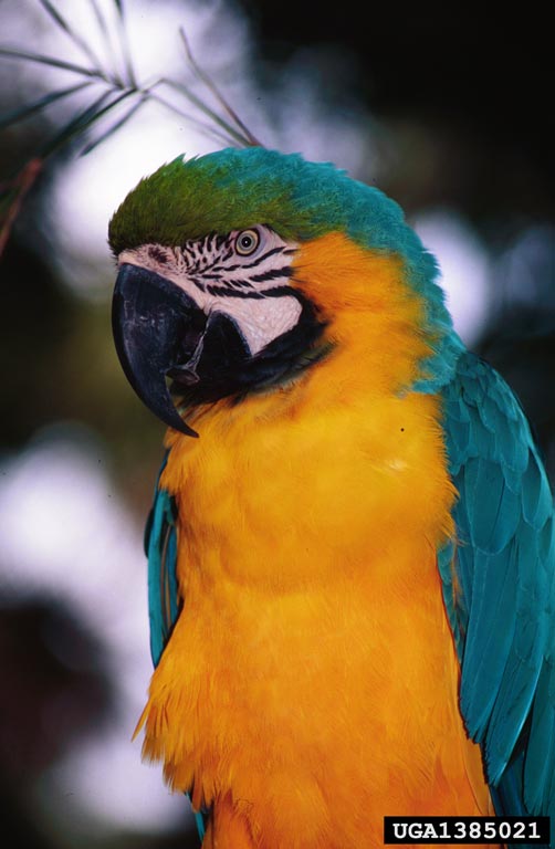 blue-and-yellow macaw (Ara ararauna (Linnaeus, 1758))