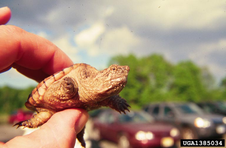 common snapping turtle (Chelydra serpentina)