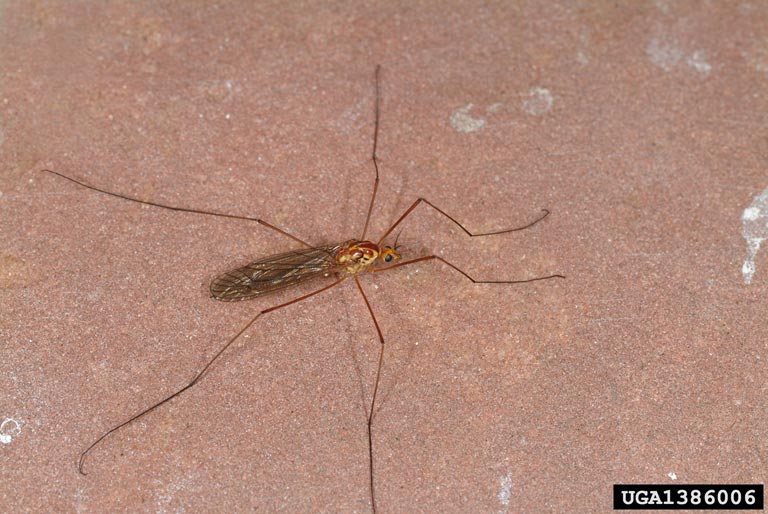 crane flies (Genus Tipula Linnaeus, 1758)