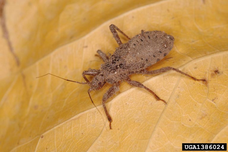 masked hunter (Reduvius personatus)