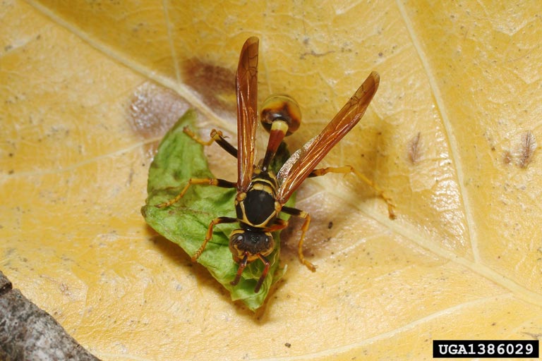 Western paper wasp (Mischocyttarus flavitarsis (Saussure))