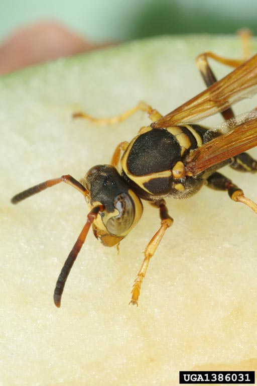 Western paper wasp (Mischocyttarus flavitarsis (Saussure))