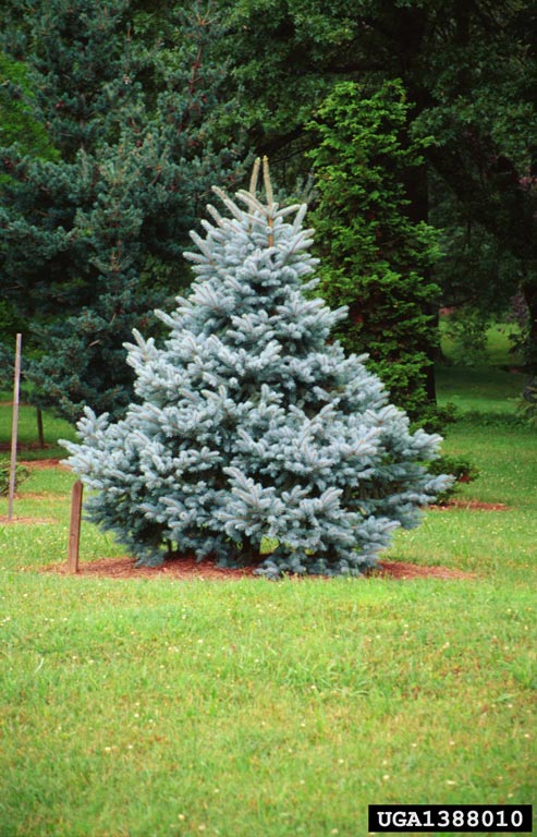 blue spruce (Picea pungens Engelm.)