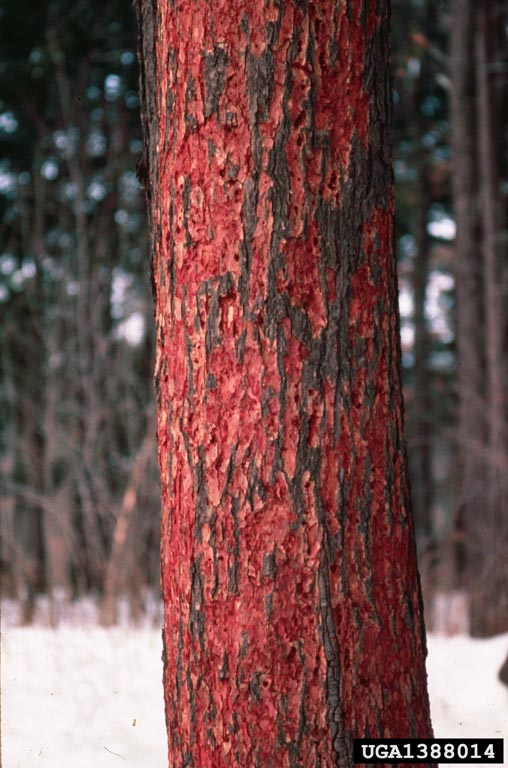 hemlock borer (Phaenops fulvoguttata)