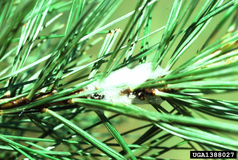pine spittlebug (Aphrophora cribrata ) on eastern white pine (Pinus ...