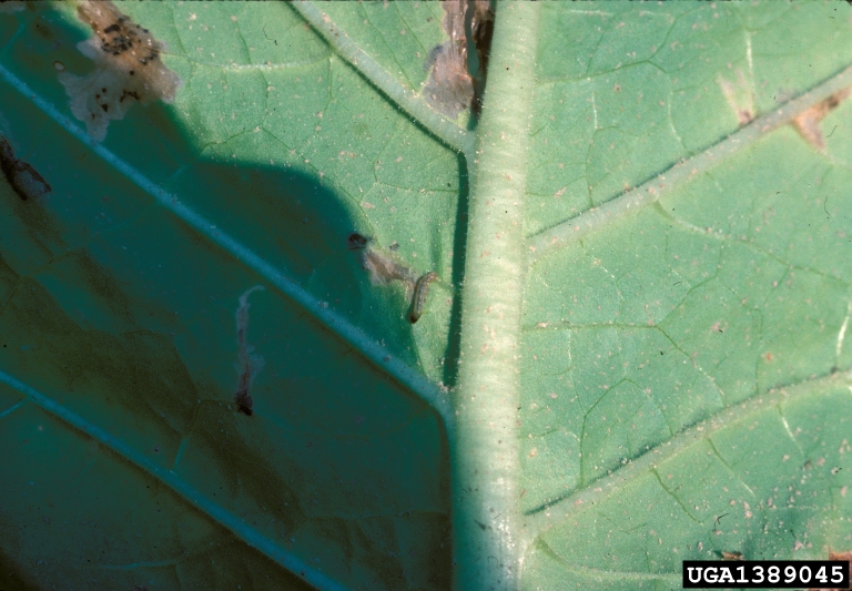 potato tuber moth (Phthorimaea operculella (Zeller))
