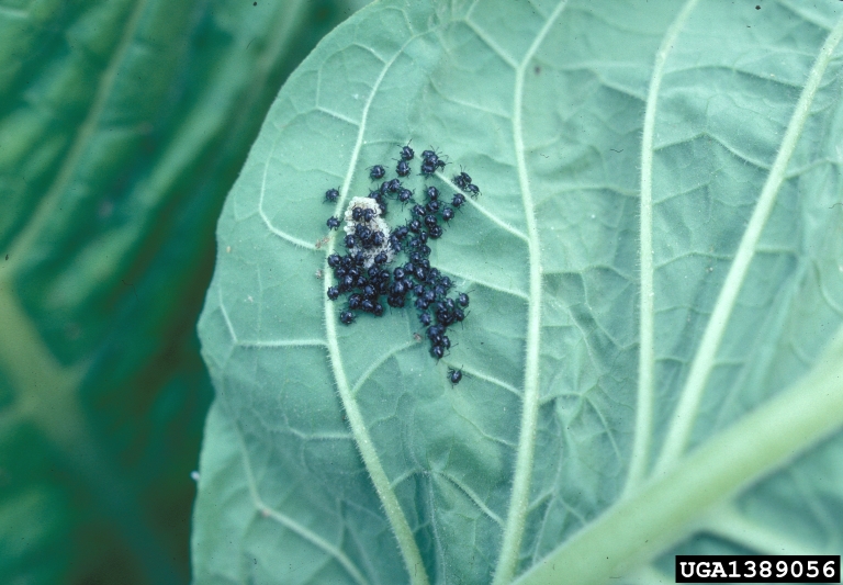 stink bugs (Family Pentatomidae) on flue-cured tobacco (Nicotiana ...