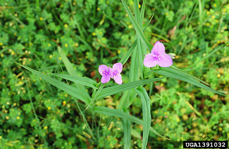 common spiderwort (Tradescantia ohiensis Raf.)
