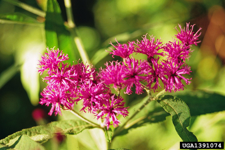 ironweed (Genus Vernonia Schreb.)