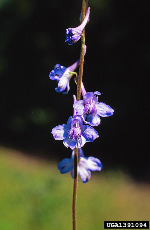 Carolina larkspur (Delphinium carolinianum Walt.)
